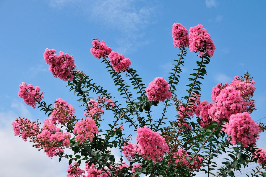 7 Things to Know BEFORE Moving To Angier, NC